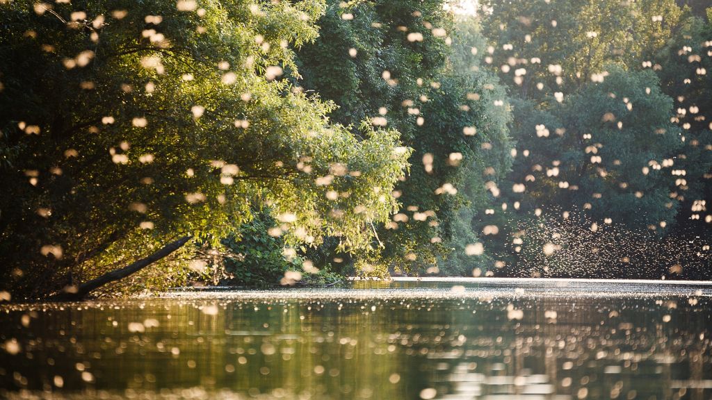 TransNatura 2015 Vadon